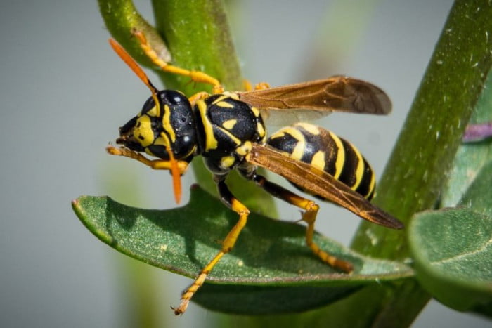 Israël : La société Bio Bee envoie 160 millions de guèpes tueuses en ...